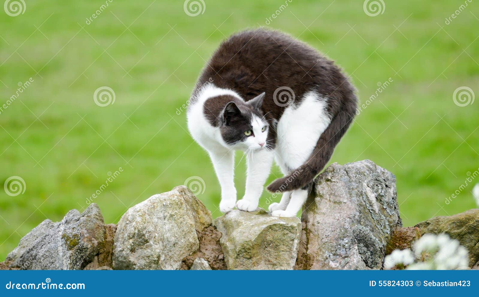 Cat stock image. Image of rocks, eyes, mammal, hair, whiskers - 55824303
