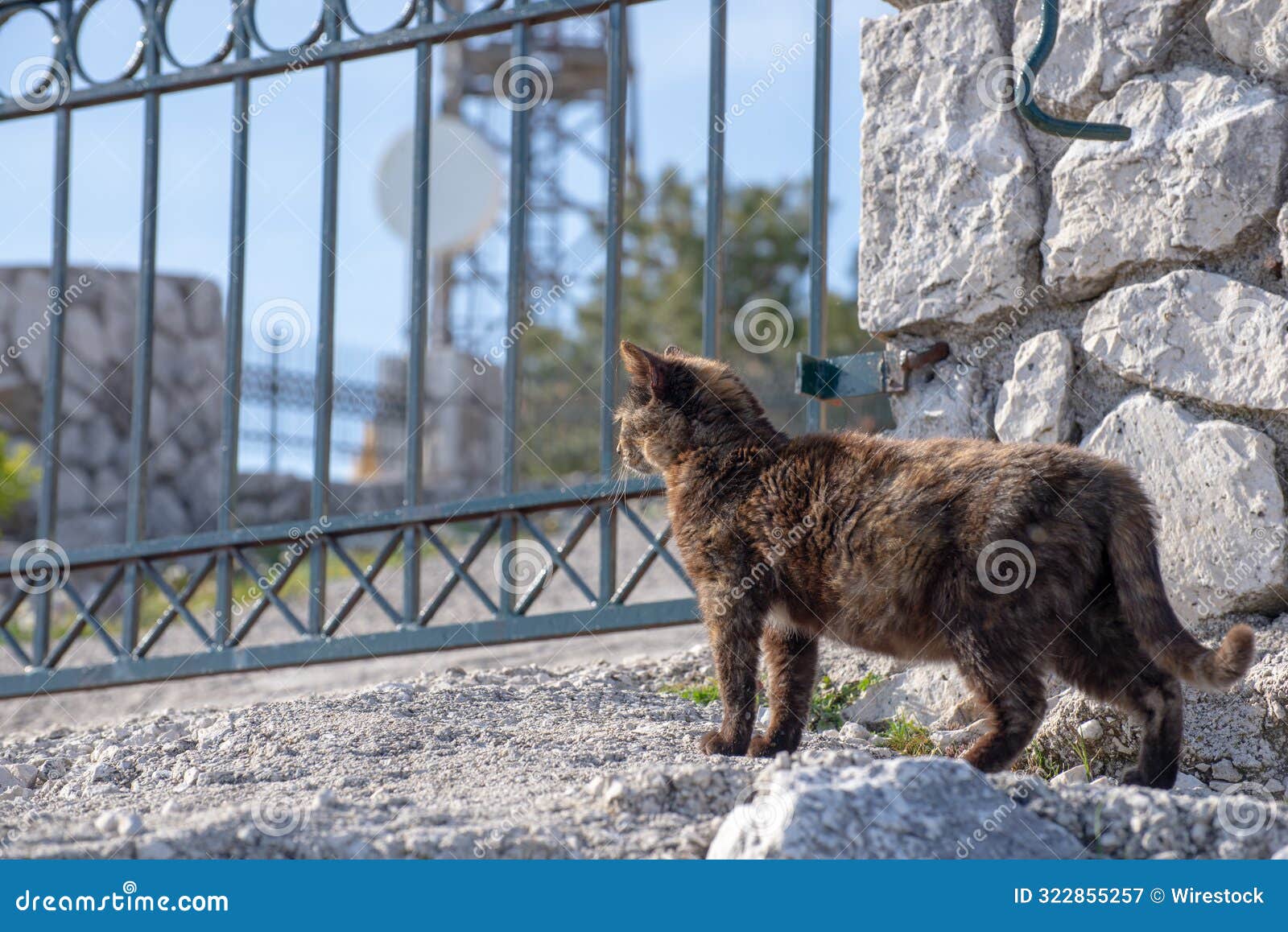 Cat Standing on Rocky Terrain beside a Gate Stock Image - Image of ...