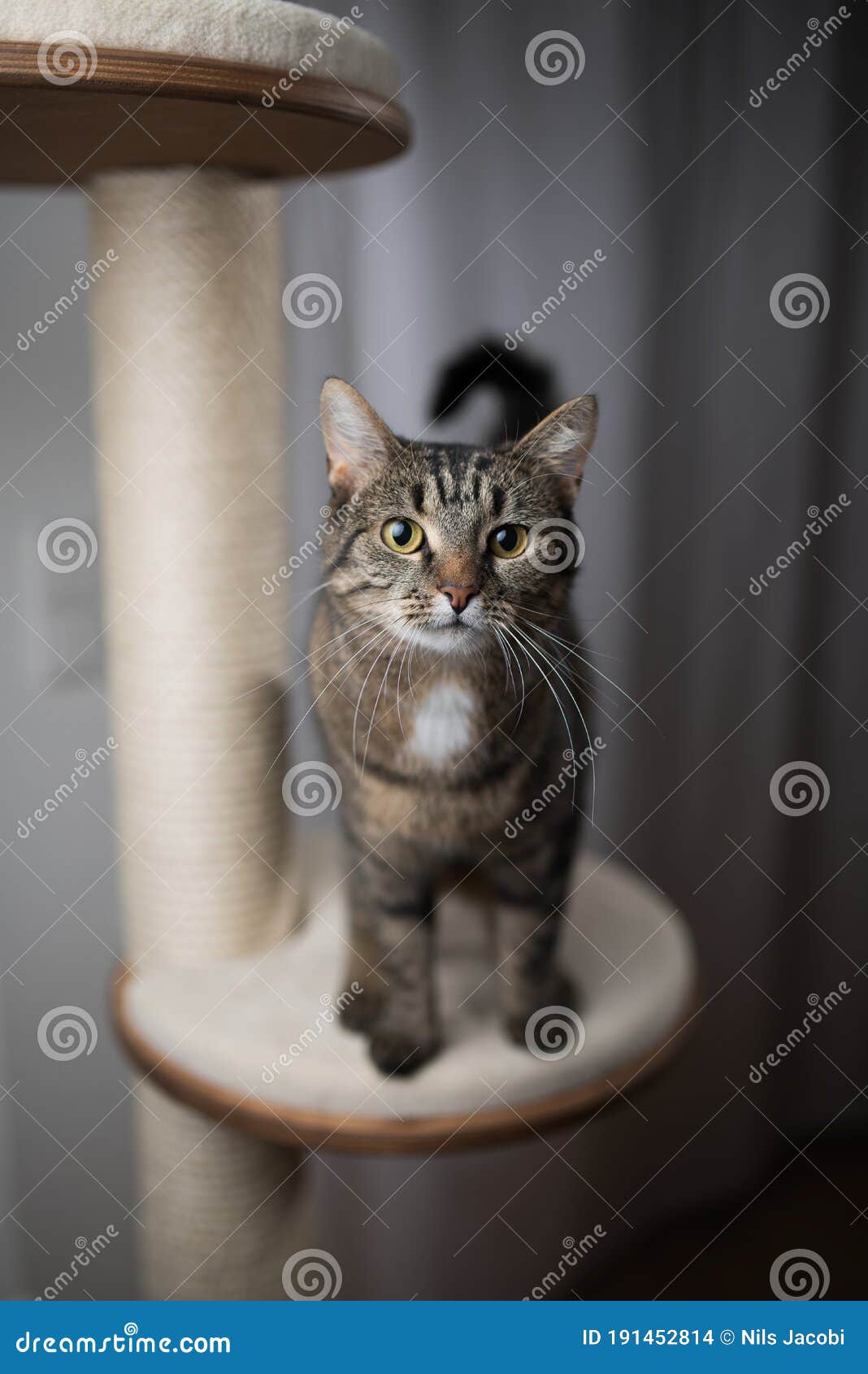 Cat Standing on Scratching Post Stock Photo - Image of away, european ...
