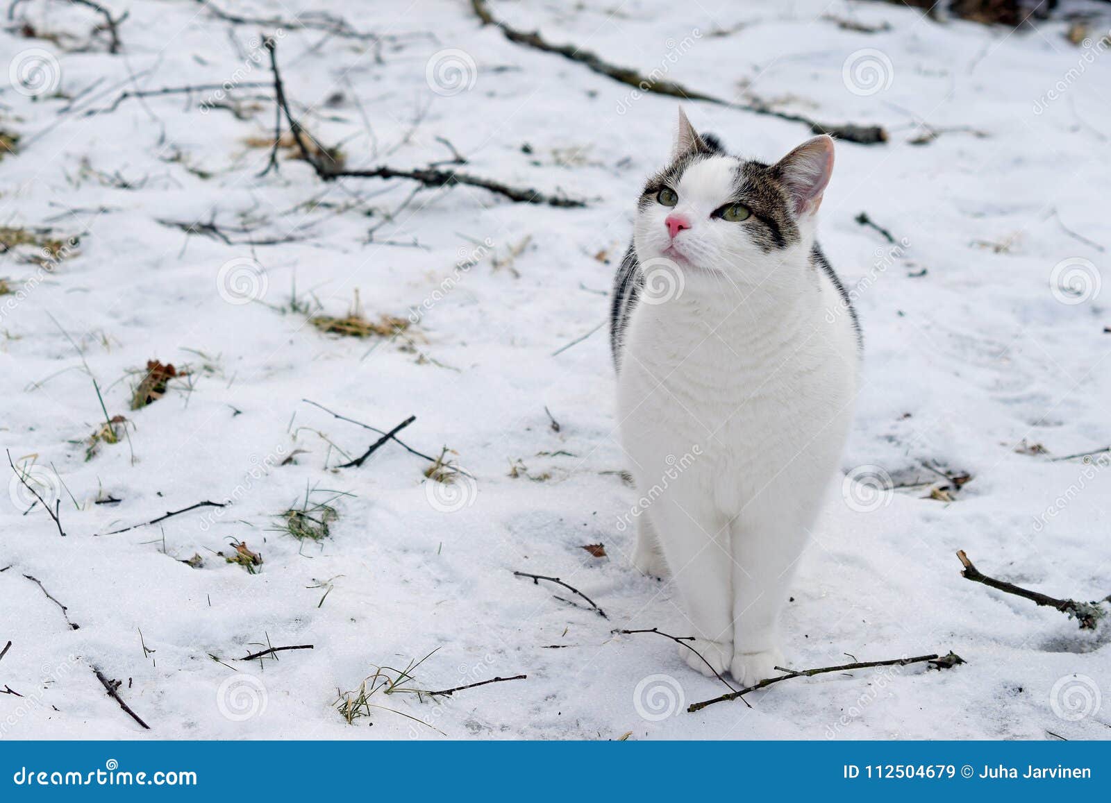 Cat standing on snow stock image. Image of nature, climate - 112504679