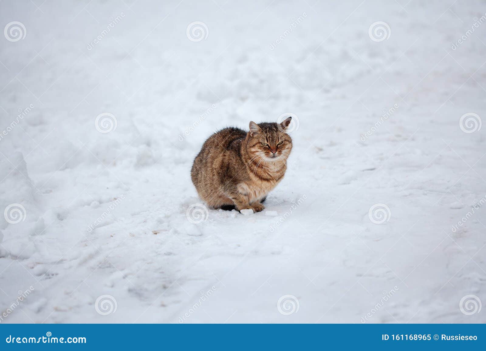 Cat on snow stock image. Image of scene, frozen, domestic - 161168965