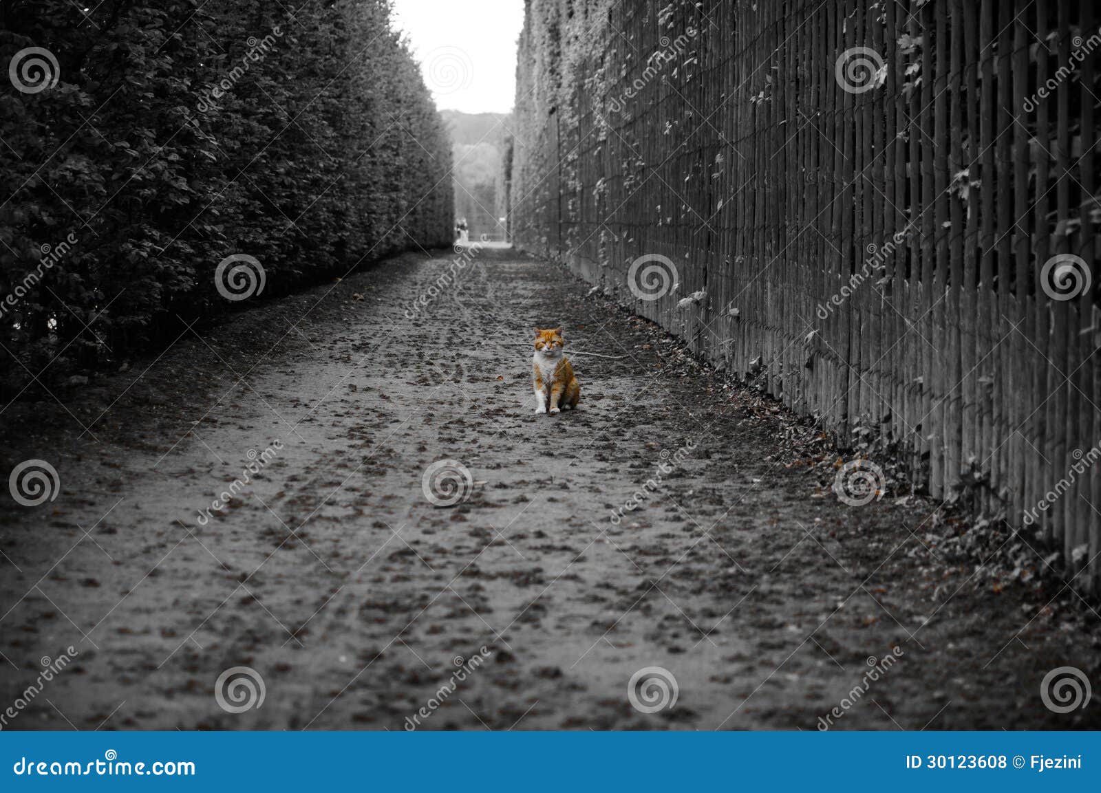 The Cat of Versailles stock photo. Image of tourism, fence - 30123608