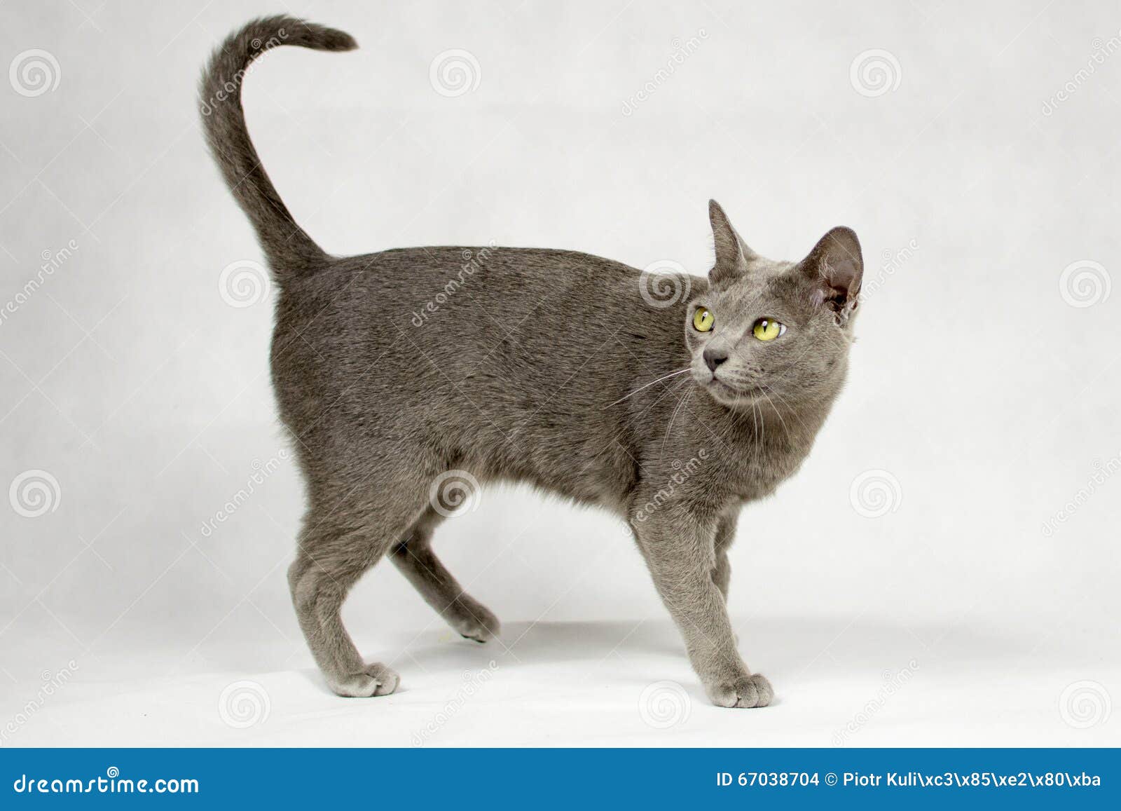 Cat Standing on White Background Stock Photo - Image of white, bigeyes ...