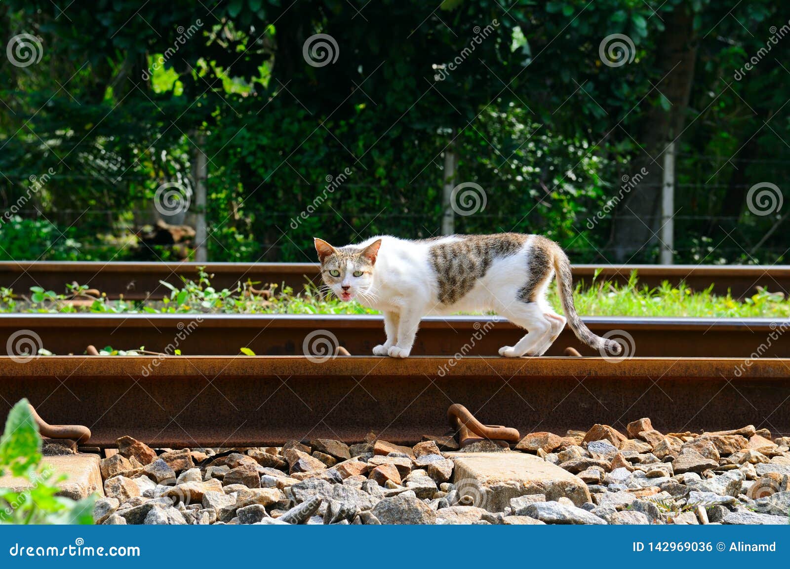 The Cat Stands on the Rails of the Railway Stock Photo - Image of ...