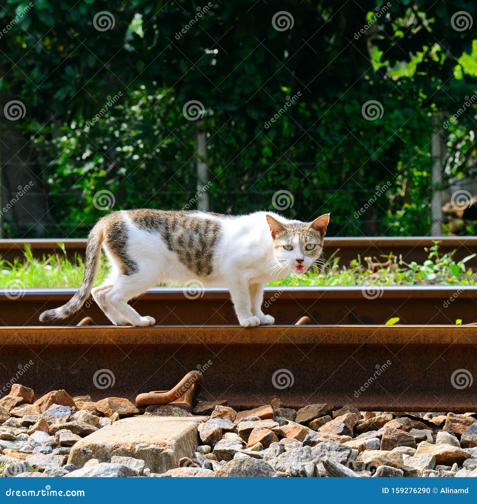 Alarmed Cat Stands on the Rails of the Railway Stock Photo - Image of ...