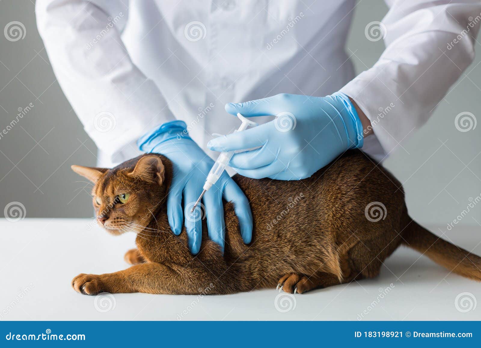 Cat Stands on the Table with the Vet Stock Image - Image of microchip ...