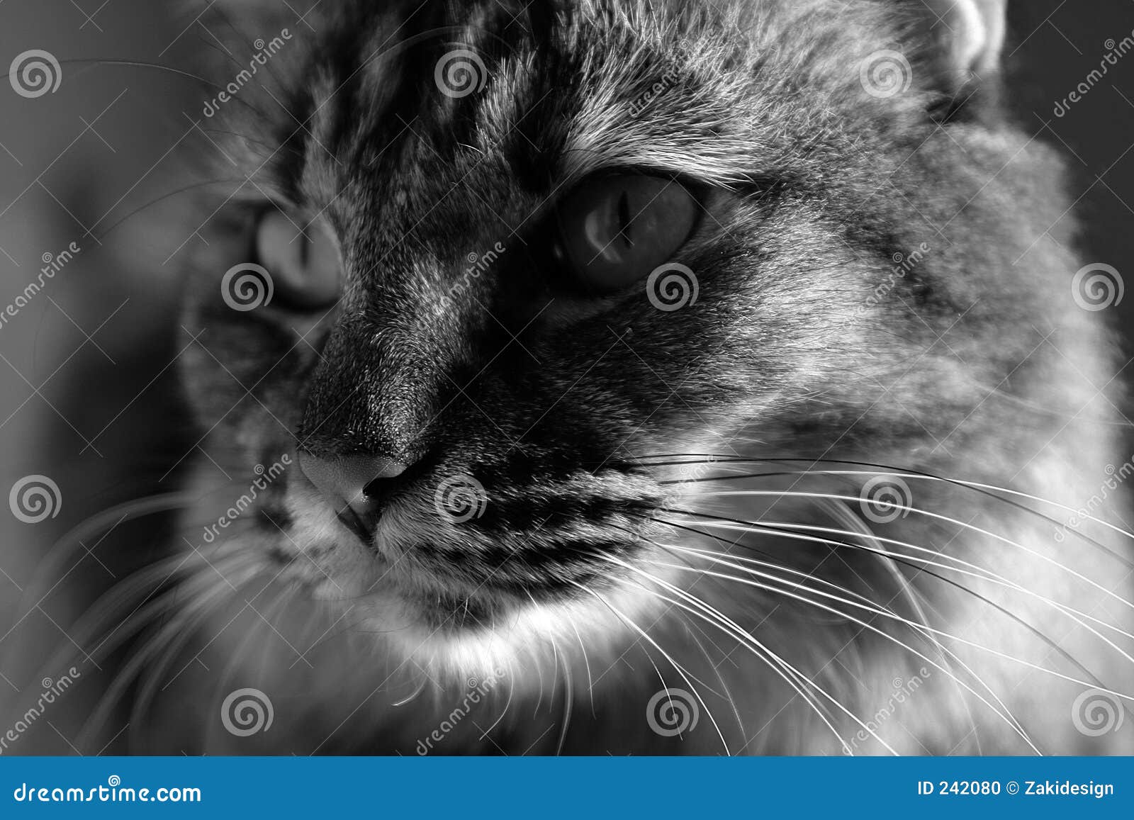 Cat Stare stock photo. Image of cats, white, black, nose - 242080