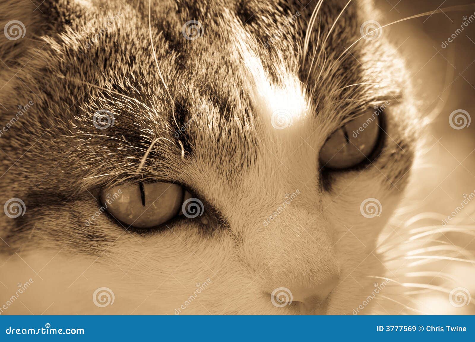 Cat Stare stock image. Image of sepia, eyes, feline, face - 3777569