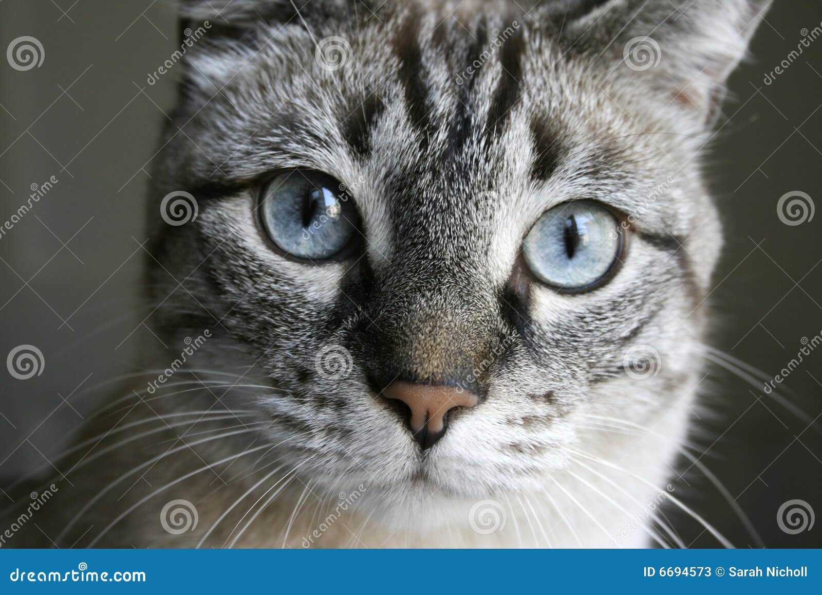 Cat Stare stock image. Image of coat, furry, feline, head - 6694573