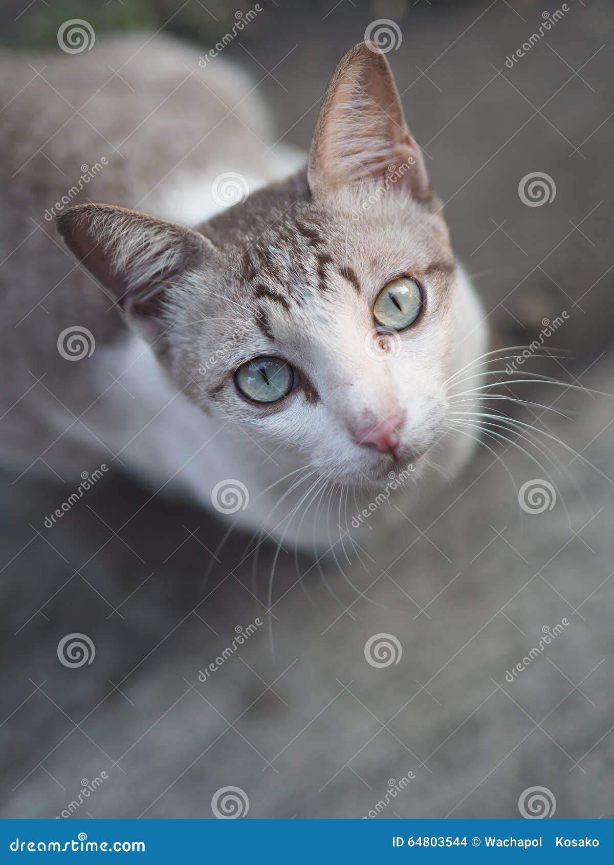 Cat stare at camera stock photo. Image of stare, head - 64803544