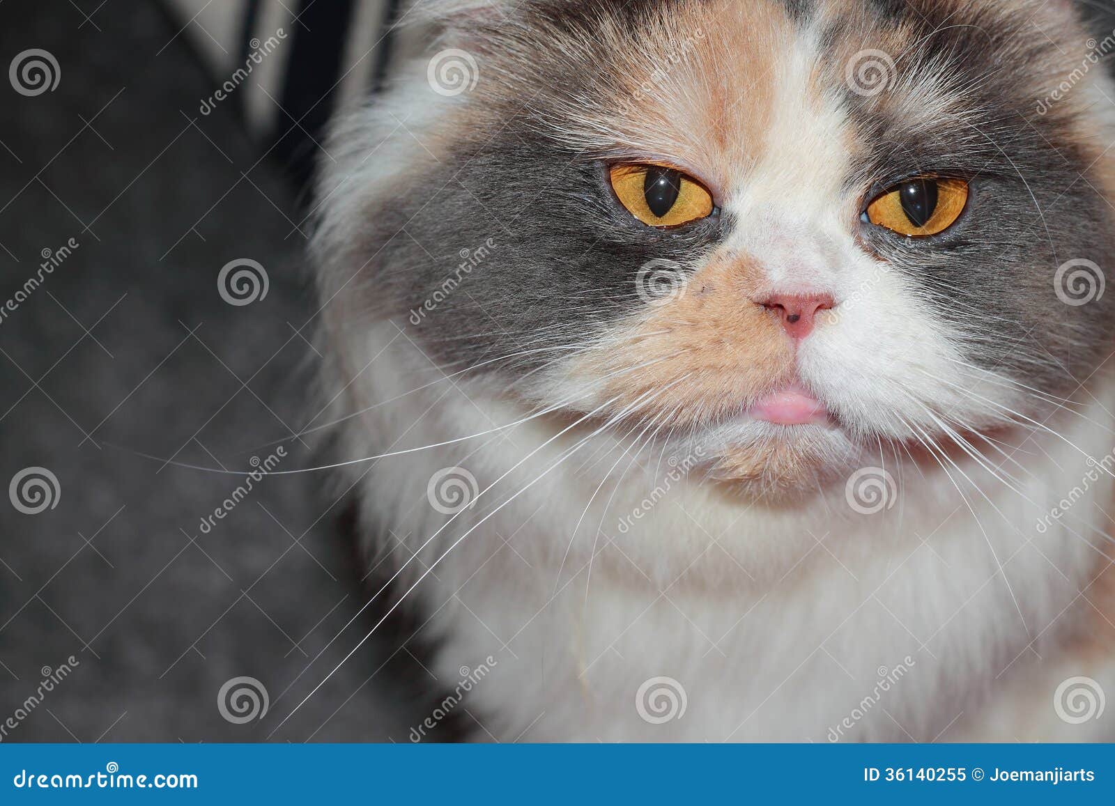 Cat Stare stock image. Image of cute, lovable, huggable - 36140255