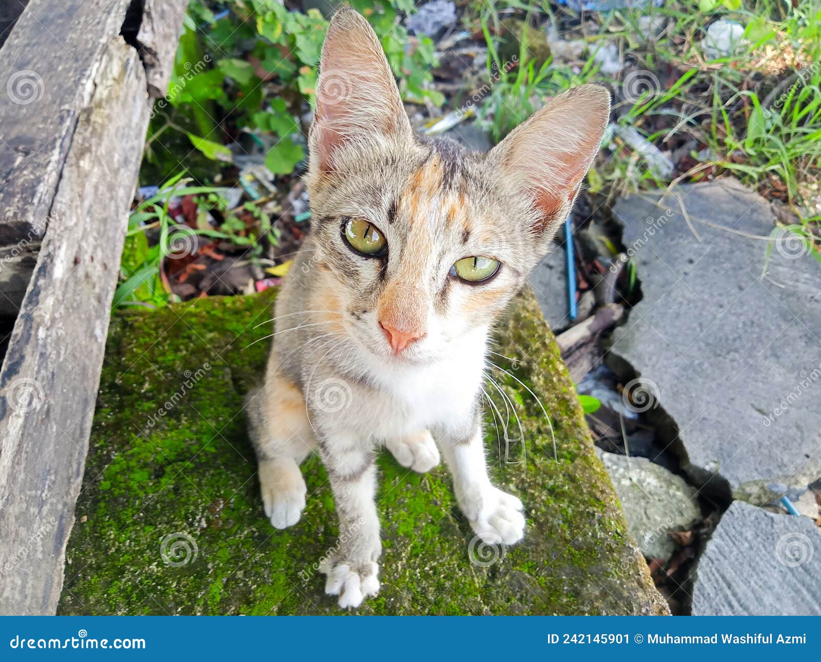 Cat stare stock image. Image of cute, fluffy, little - 242145901