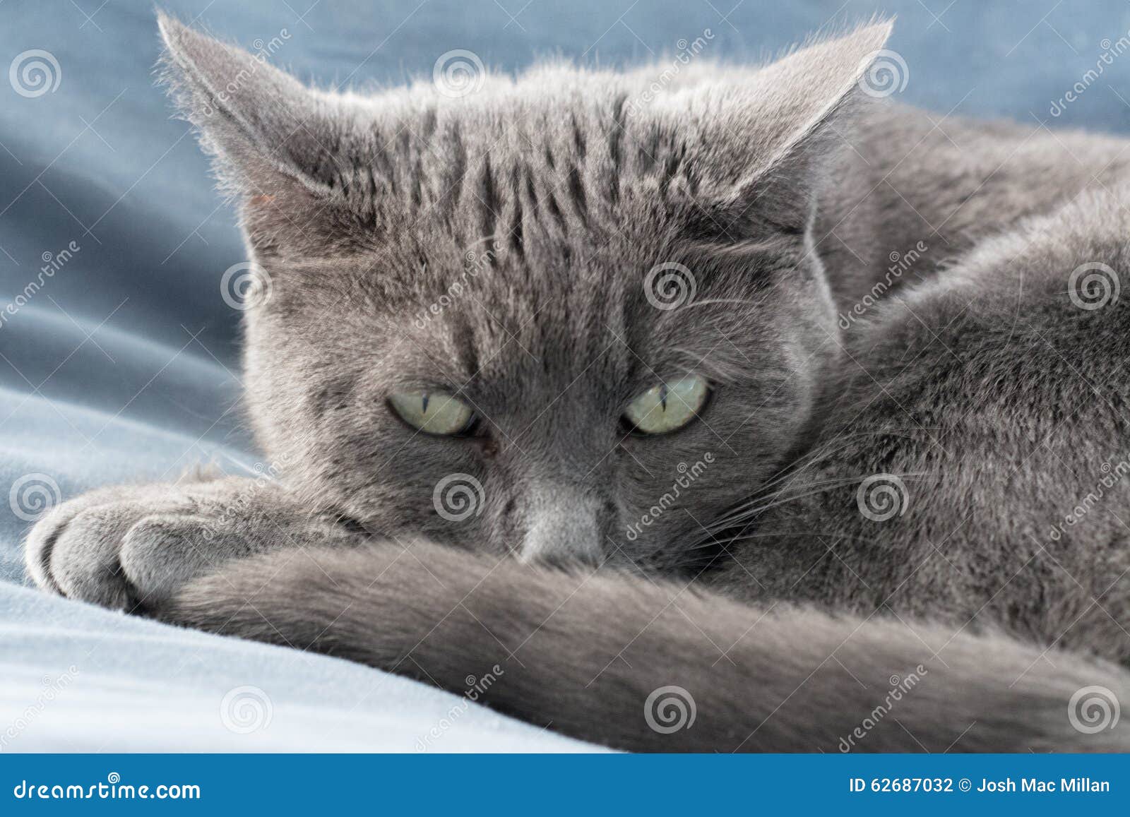 Cat Stare stock photo. Image of gray, horizontal, cats - 62687032