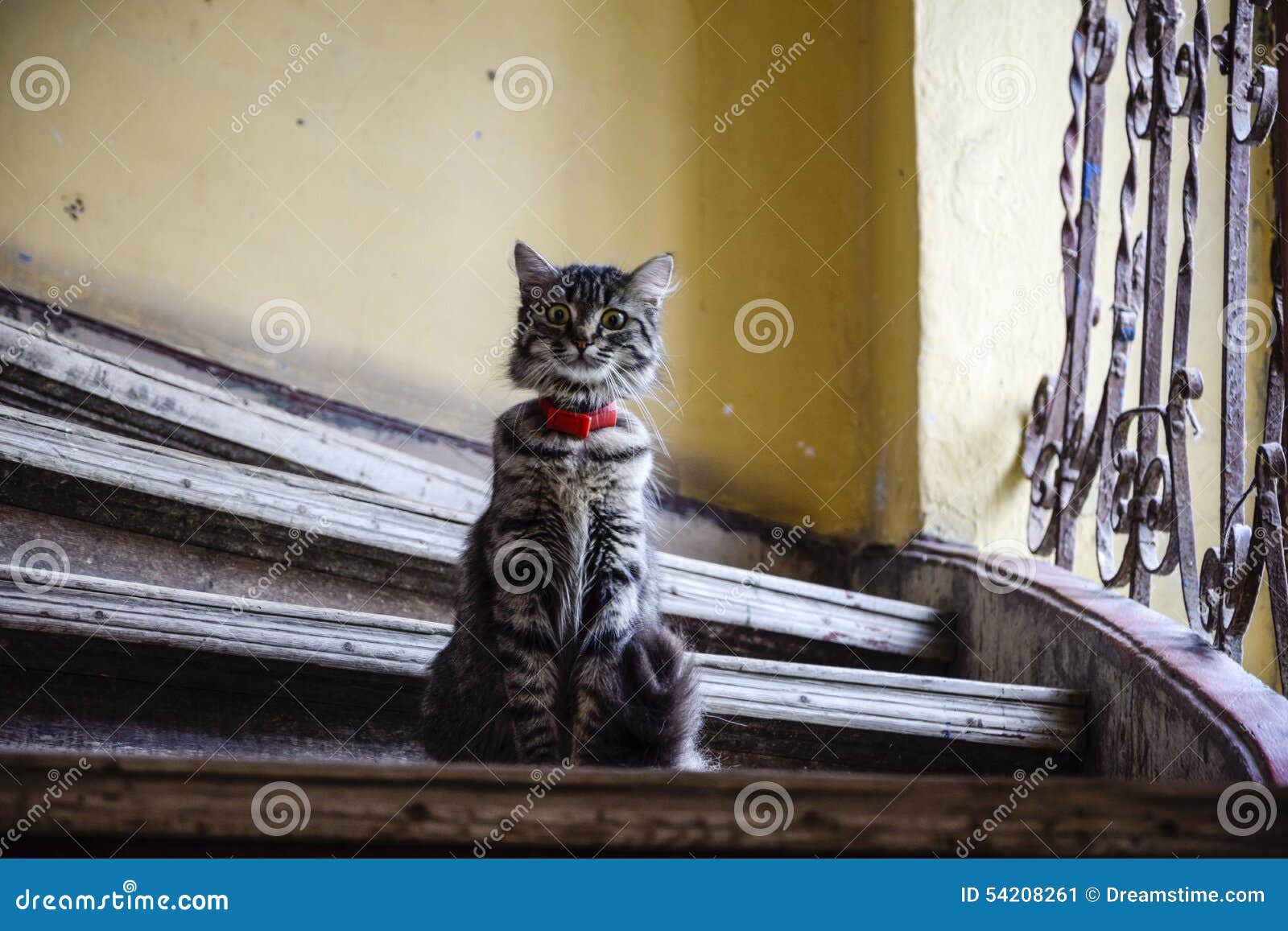 Cat stare stock image. Image of stare, stairs, staring - 54208261