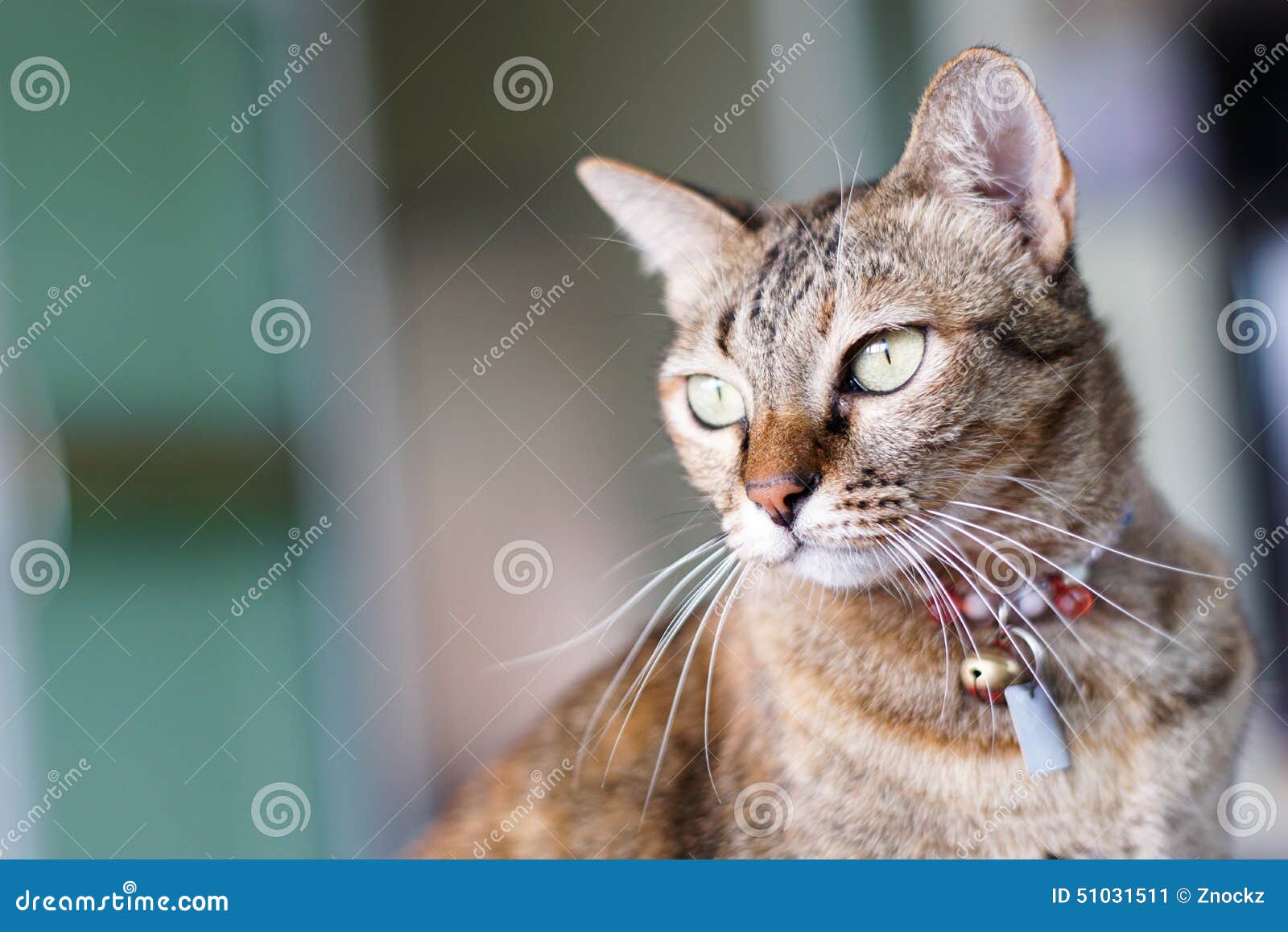 Cat Stare Posting stock image. Image of comfort, droll - 51031511