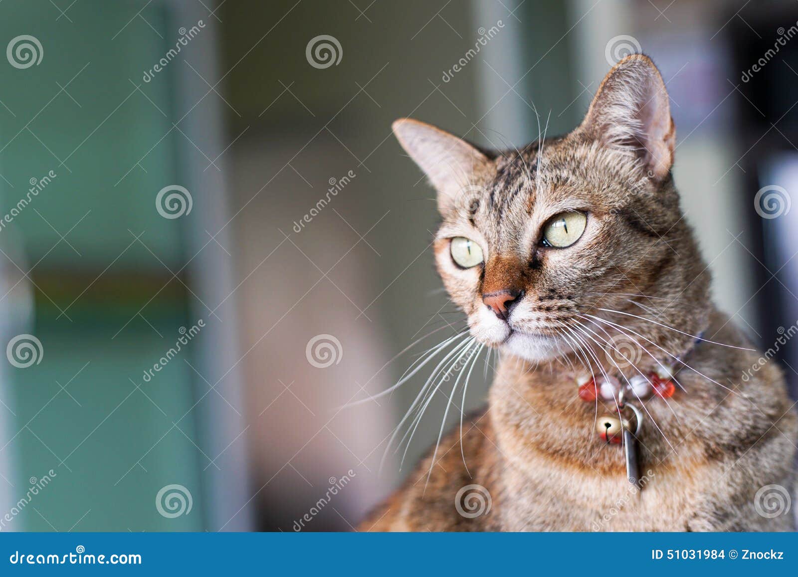Cat Stare Posting stock photo. Image of droll, funny - 51031984