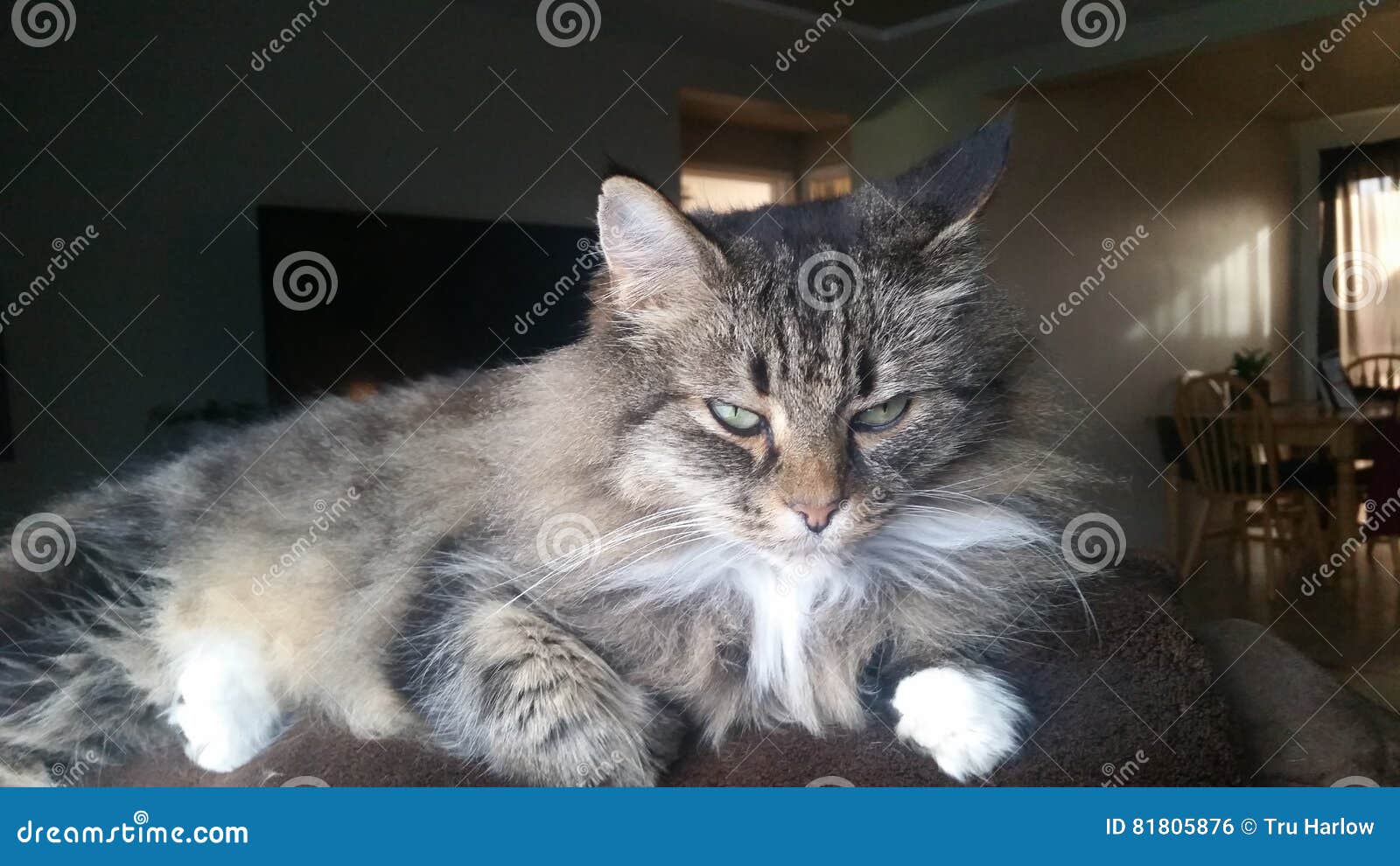 Cat stare stock photo. Image of pretty, stare, kitty - 81805876