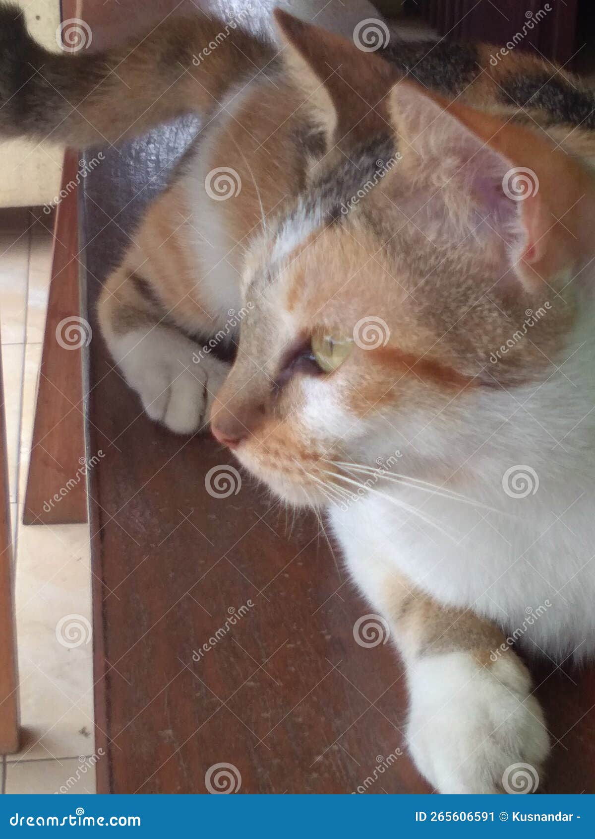 Cat stare stock image. Image of wildlife, catches, relaxing - 265606591