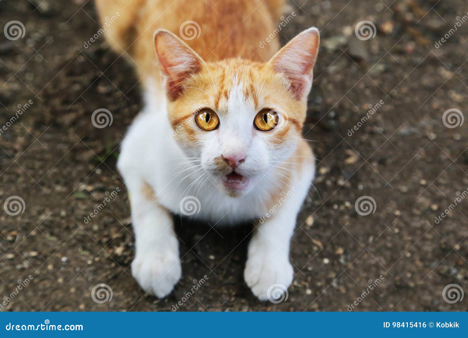 A cat stare at someone. stock photo. Image of relax, closeup - 98415416