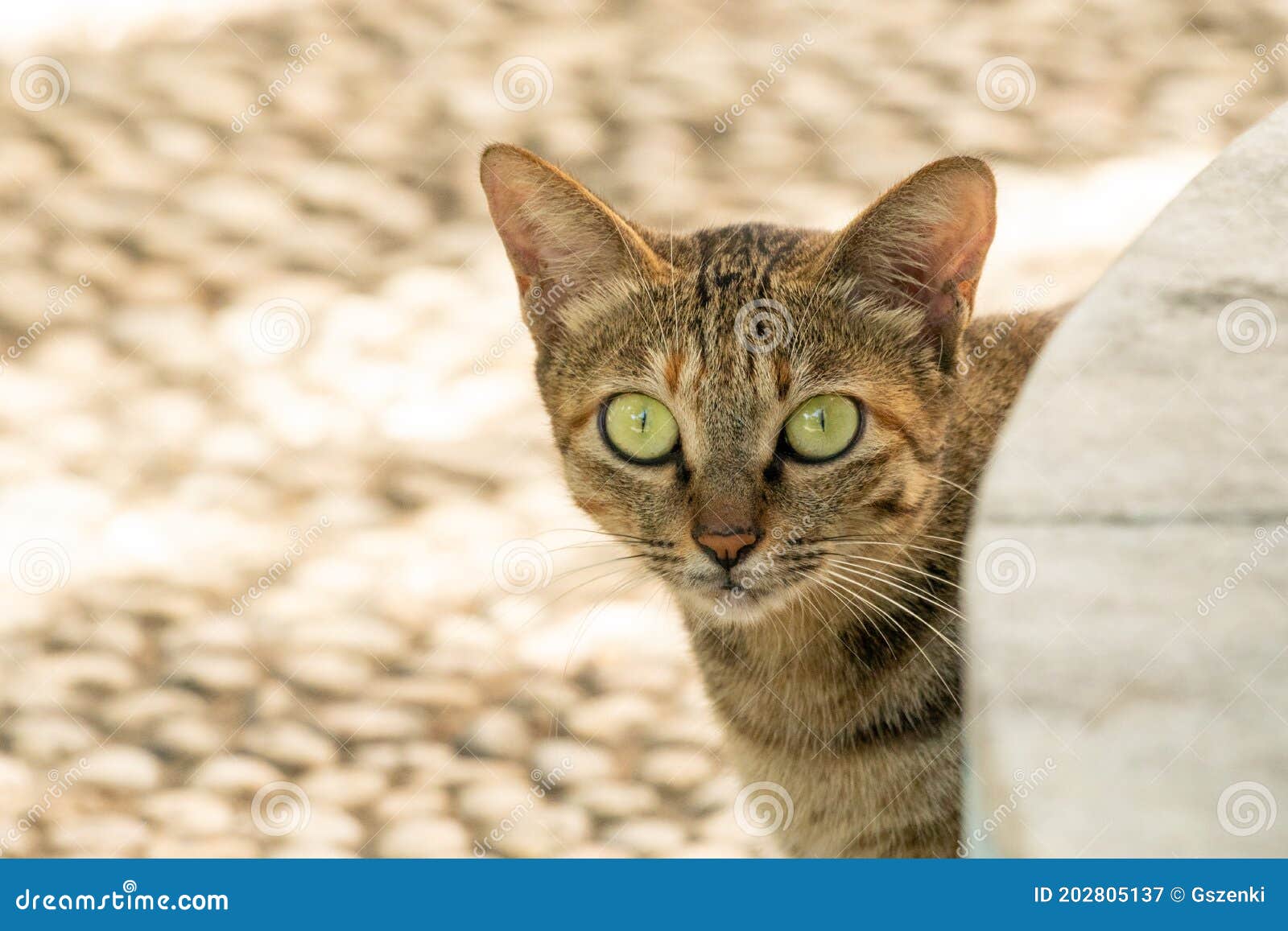 A Cat Stared at the Camera, with Cyan, and Acuteness Eyes Stock Image ...