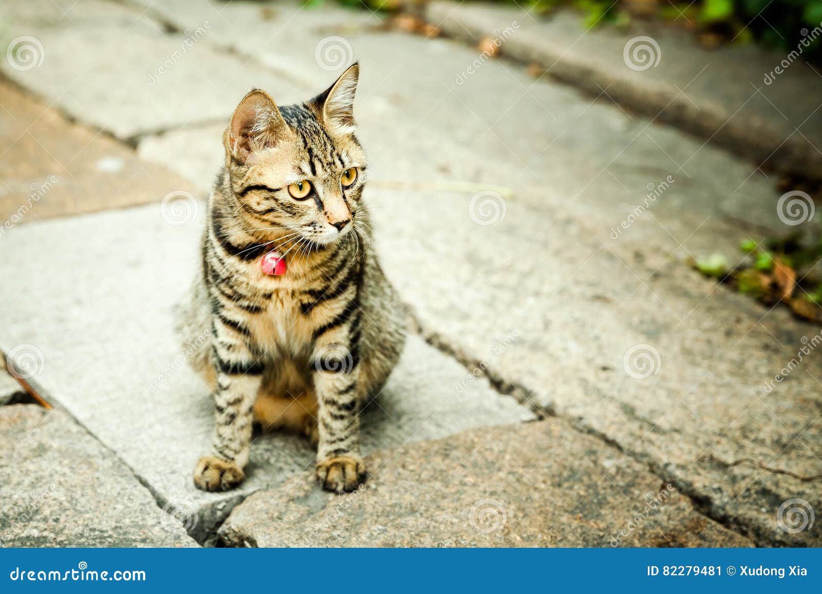 Cat stock image. Image of distance, angry, pets, small - 82279481