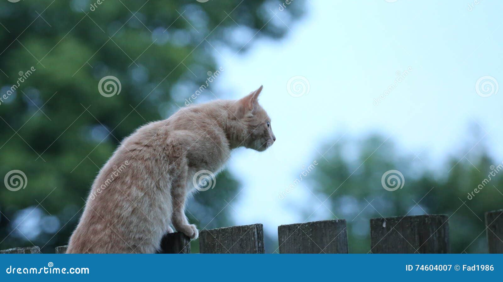 Cat Stares into the Distance Stock Image - Image of cute, face: 74604007