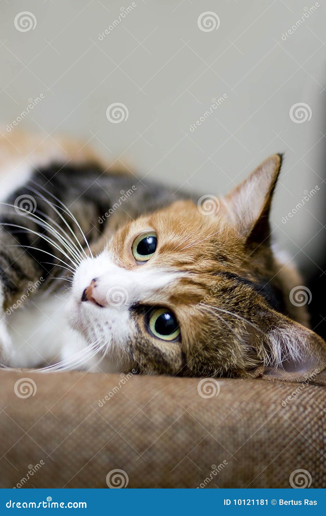 Cat Staring stock image. Image of catus, felis, whiskers - 10121181