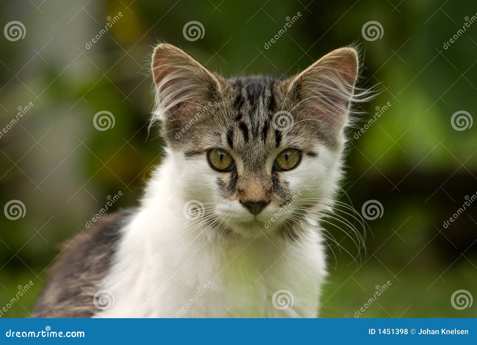 Cat Staring stock photo. Image of shriek, texture, pussycat - 1451398