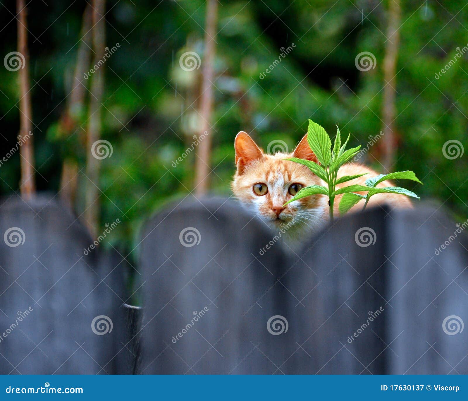 Cat staring stock image. Image of face, field, small - 17630137
