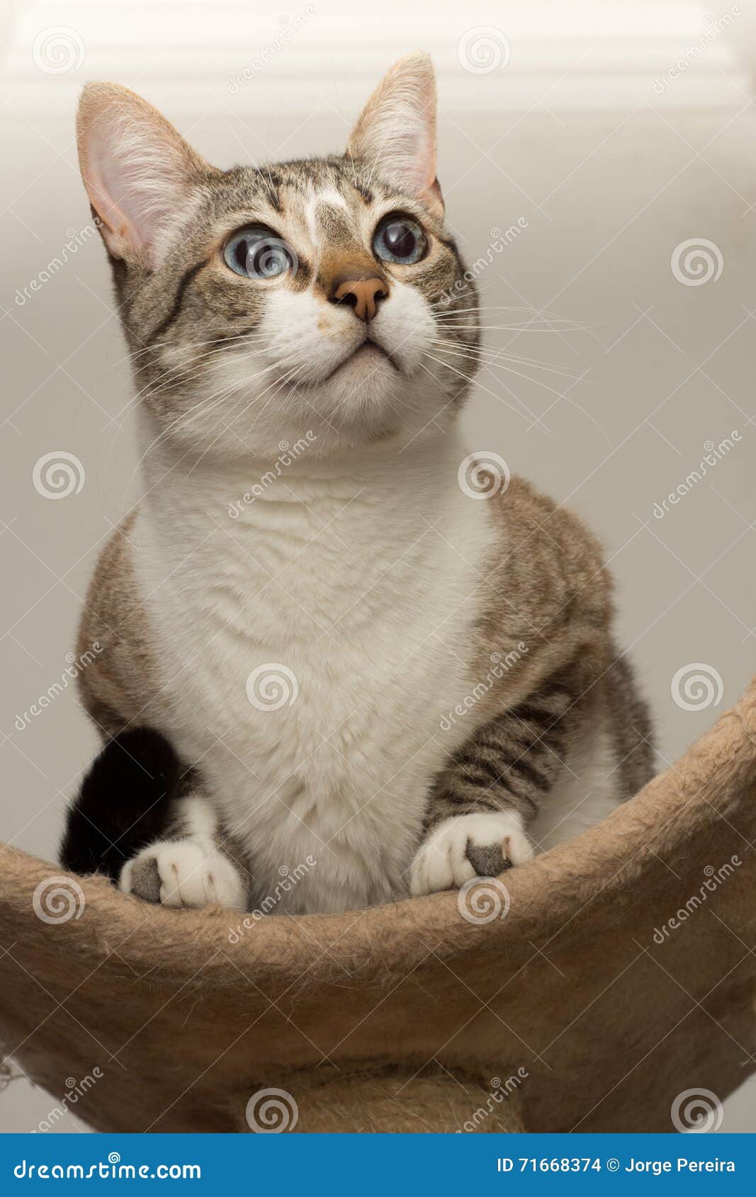 Cat staring stock photo. Image of animal, eyes, cute - 71668374