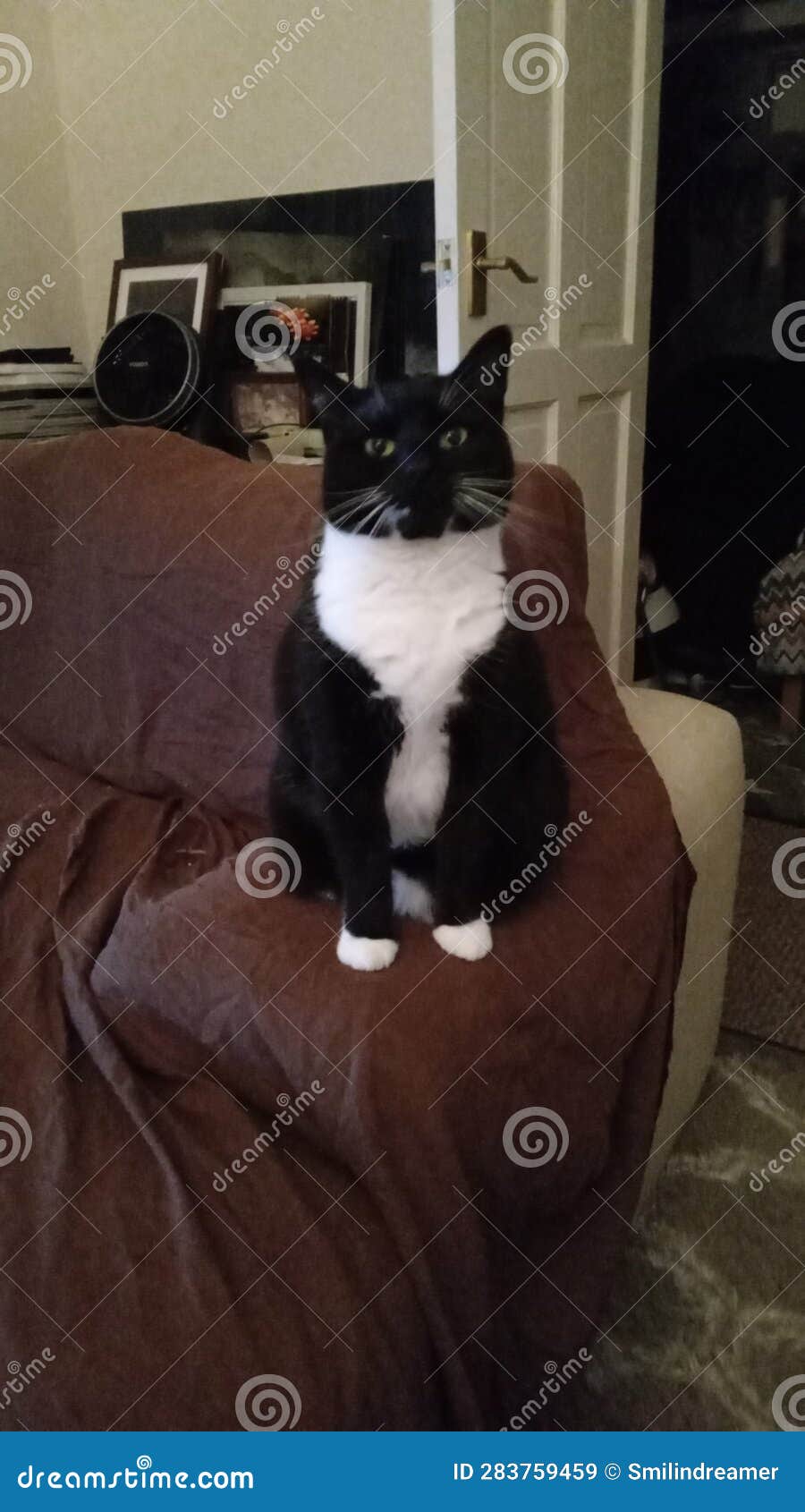 Cat staring at camera stock image. Image of camera, whiskers - 283759459