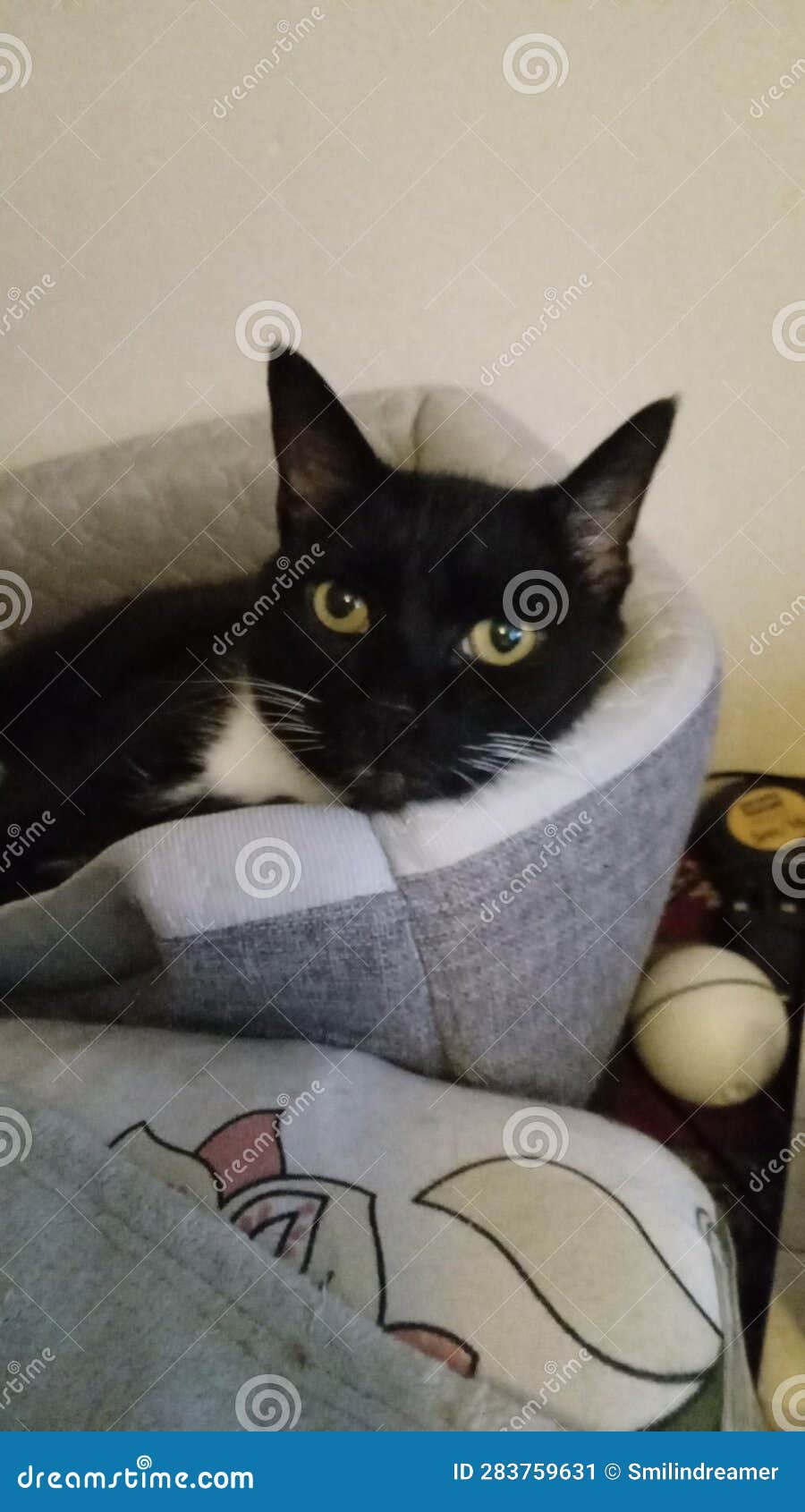 Cat staring at camera stock image. Image of camera, mammal - 283759631