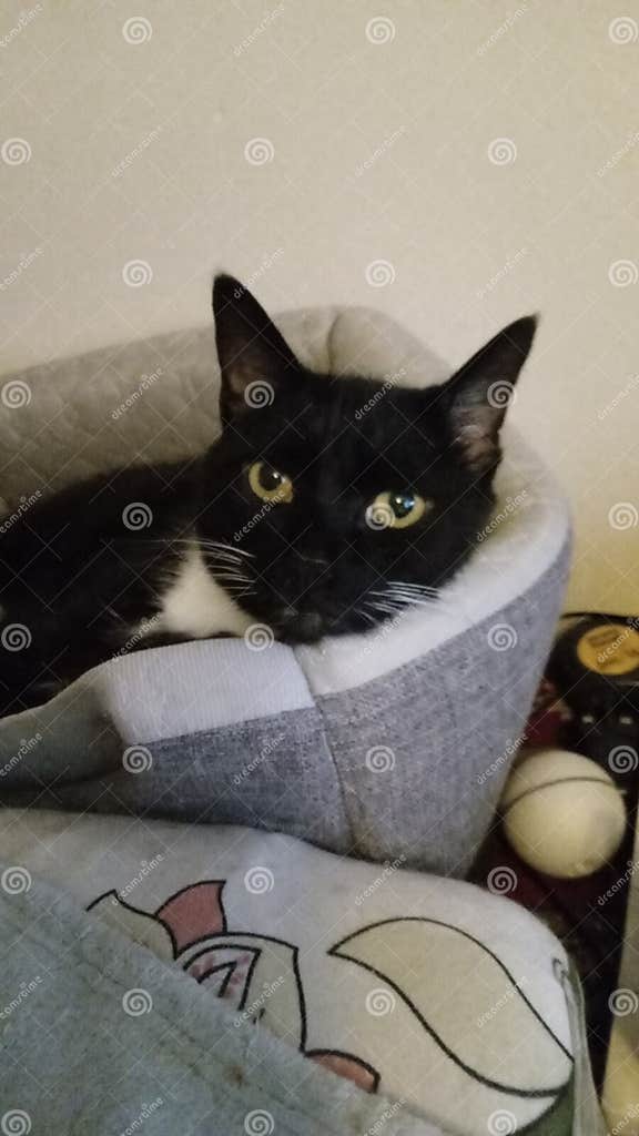 Cat staring at camera stock image. Image of camera, mammal - 283759631