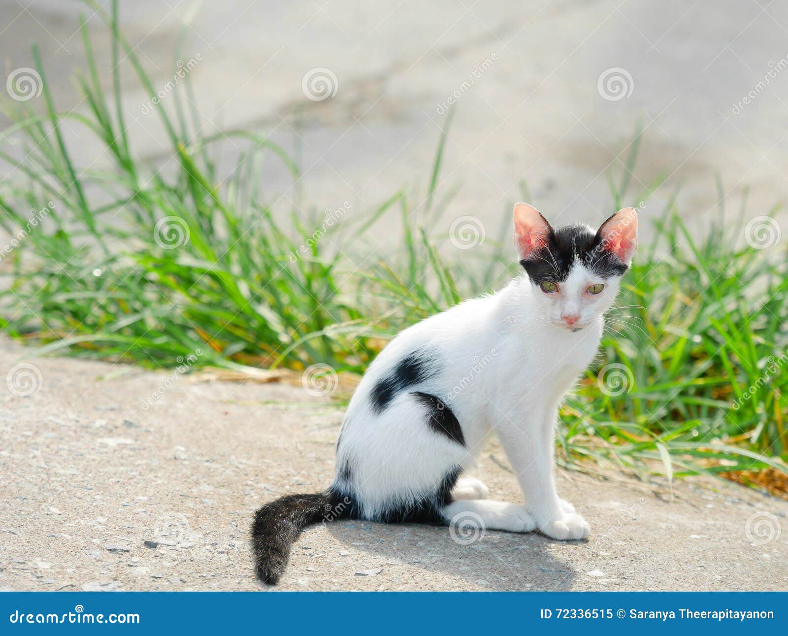 Cat staring stock image. Image of summer, portrait, cute - 72336515