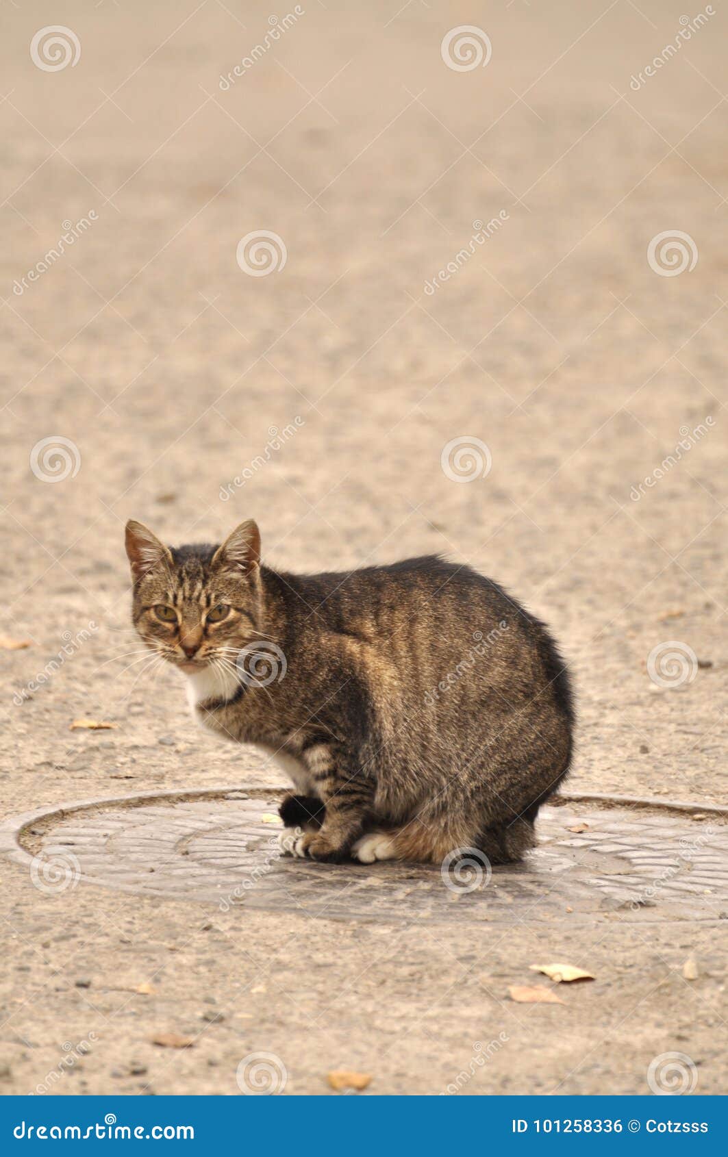 Cat staring at the camera stock photo. Image of vagabond - 101258336