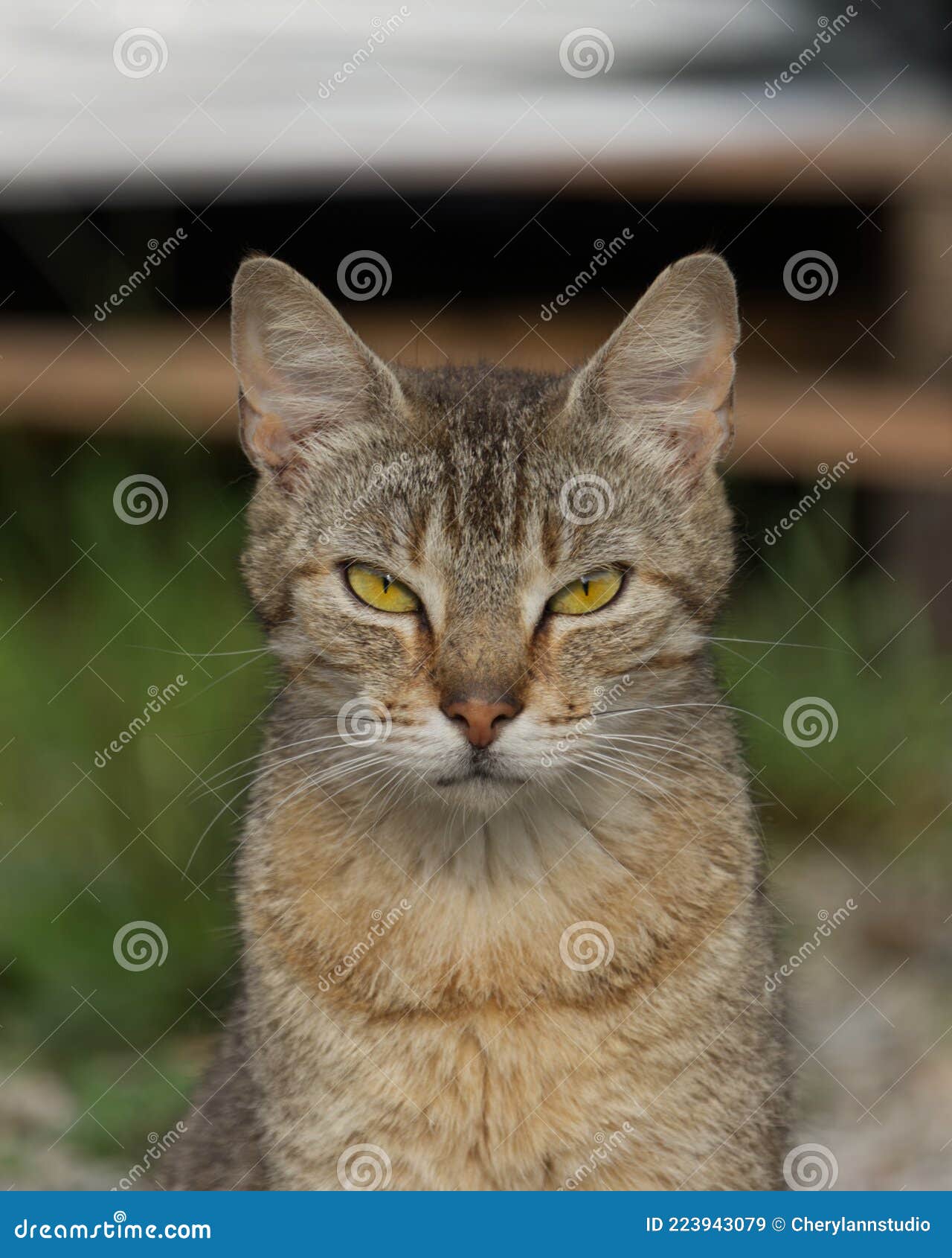 Cat Staring into Camera with a Stern Look in His Yellow Eyes Stock ...
