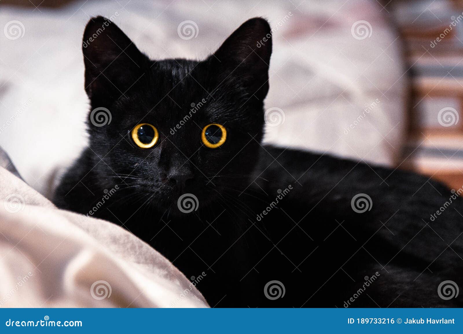 Cat staring into camera stock photo. Image of kitten - 189733216