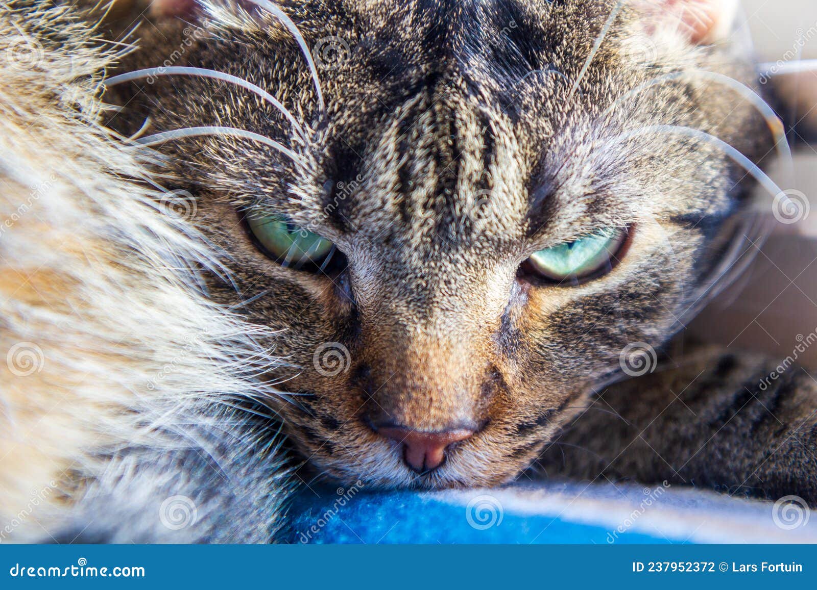 Cat Staring with Evil Expression Stock Photo - Image of eyes, feeling ...