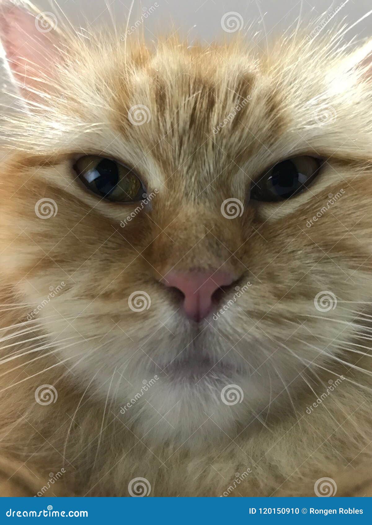Cat Staring in Front of the Camera Stock Photo - Image of animal ...