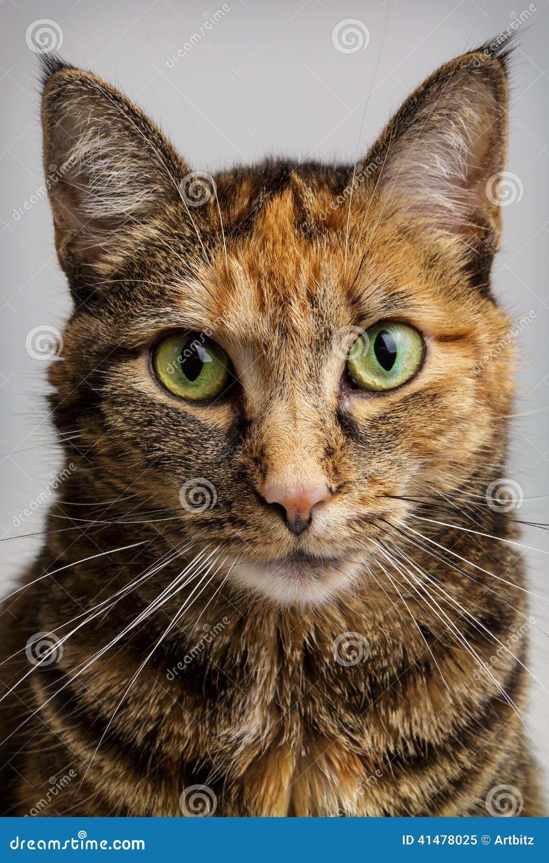 Cat Staring Intensely immagine stock. Immagine di gatto - 41478025