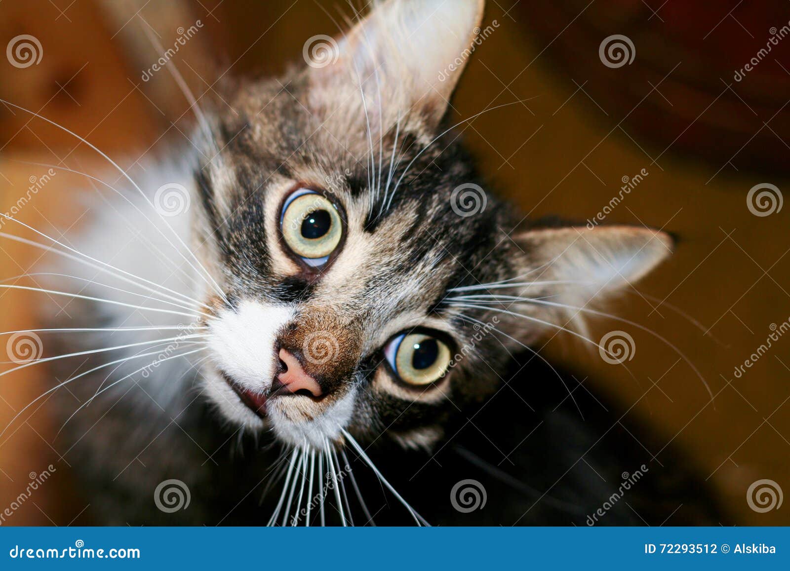 Cat Staring Intensely stockfoto. Bild von tier, säugetier - 72293512