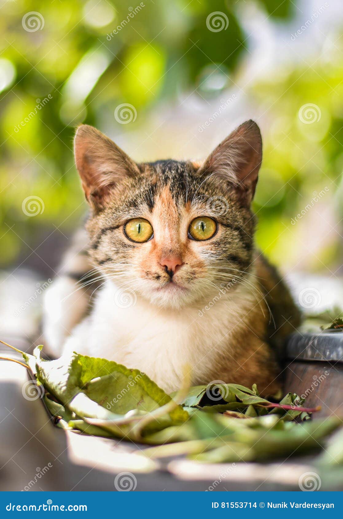 Cat Staring Intensely foto de archivo. Imagen de serio - 81553714