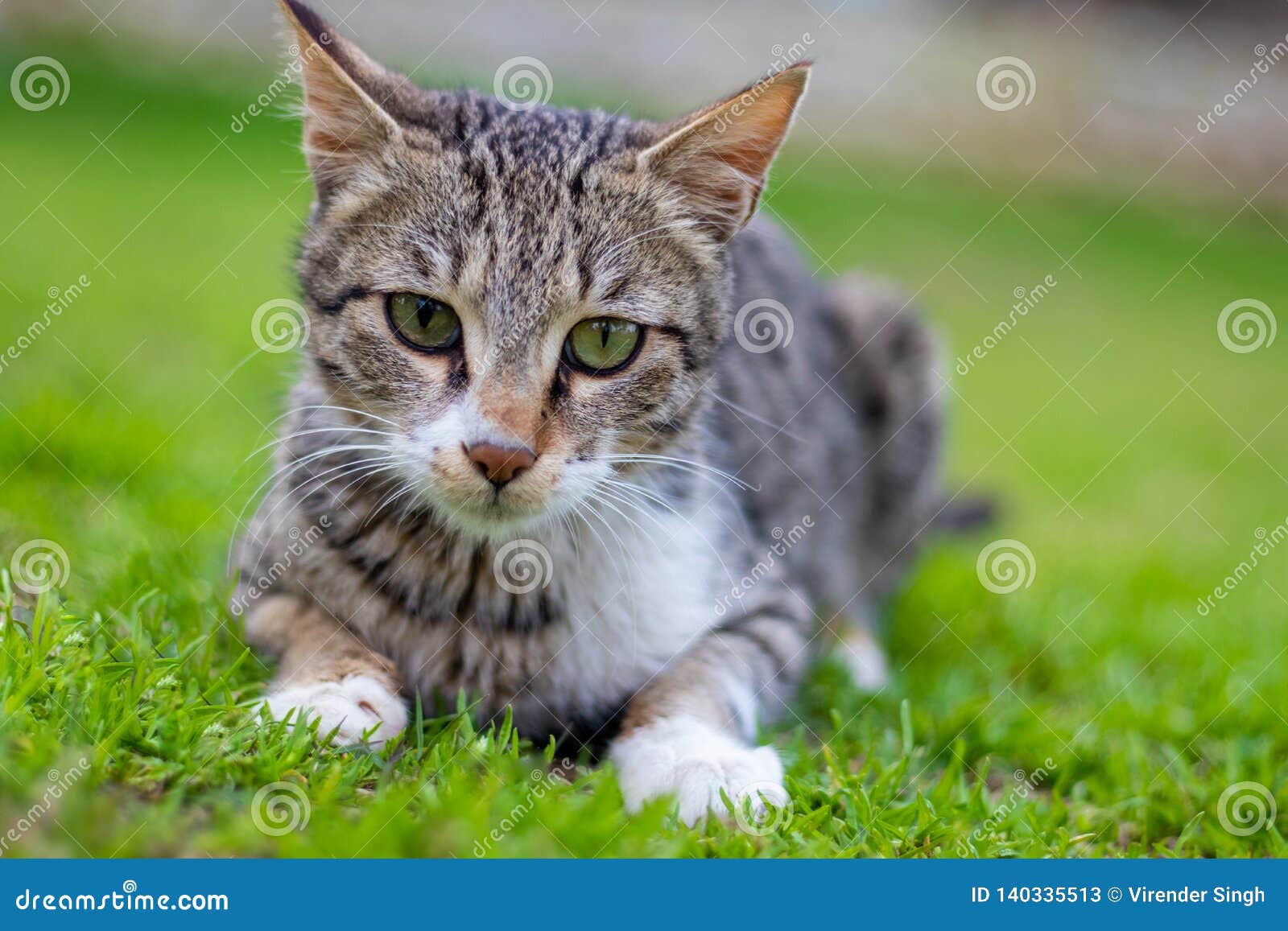 Cat Staring Intensely stock image. Image of furry, kitty - 140335513