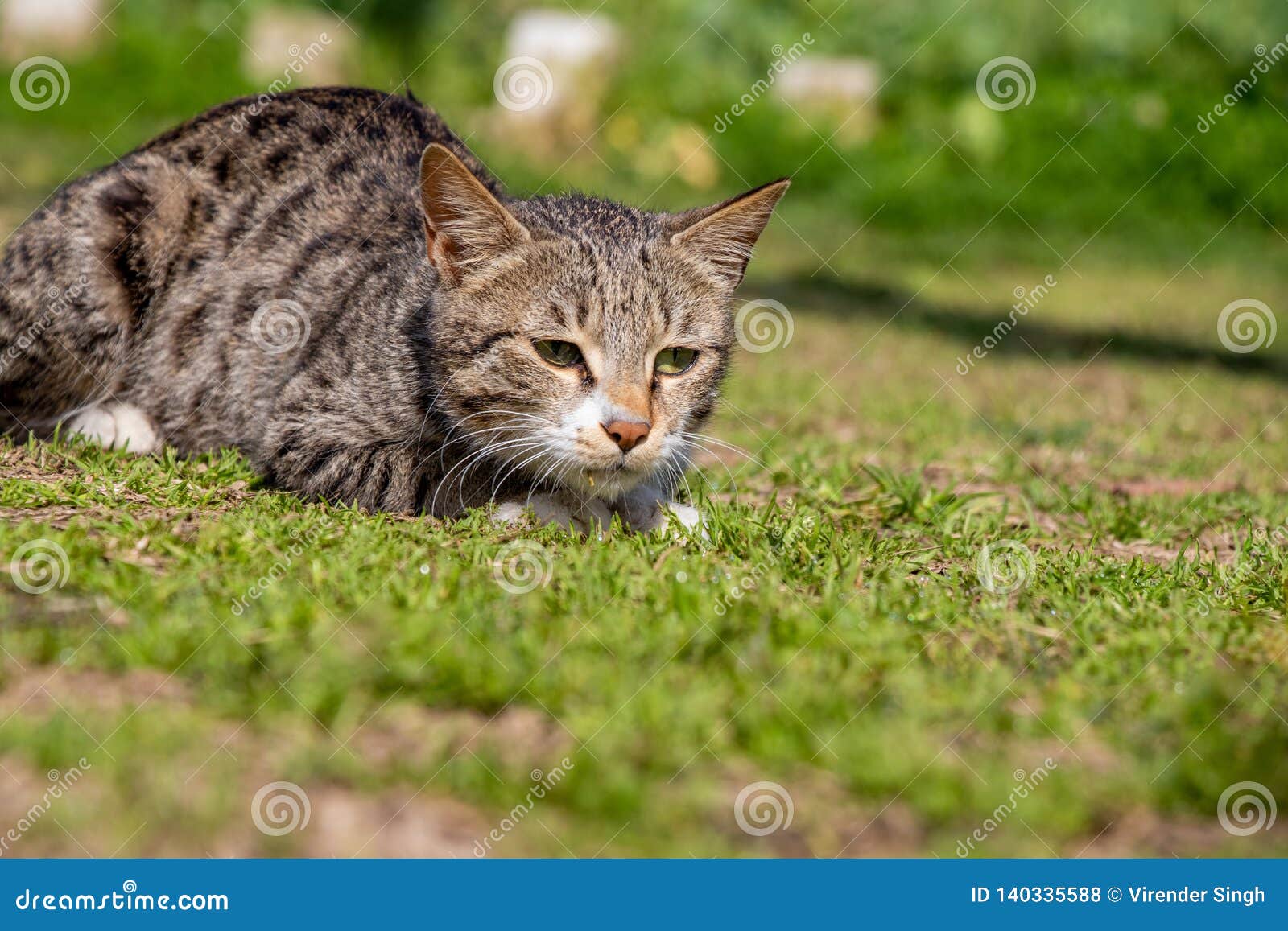 Cat Staring Intensely stock photo. Image of eyes, close - 140335588