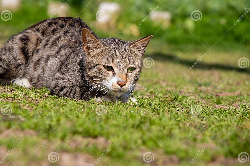 Cat Staring Intensely stock photo. Image of eyes, close - 140335588