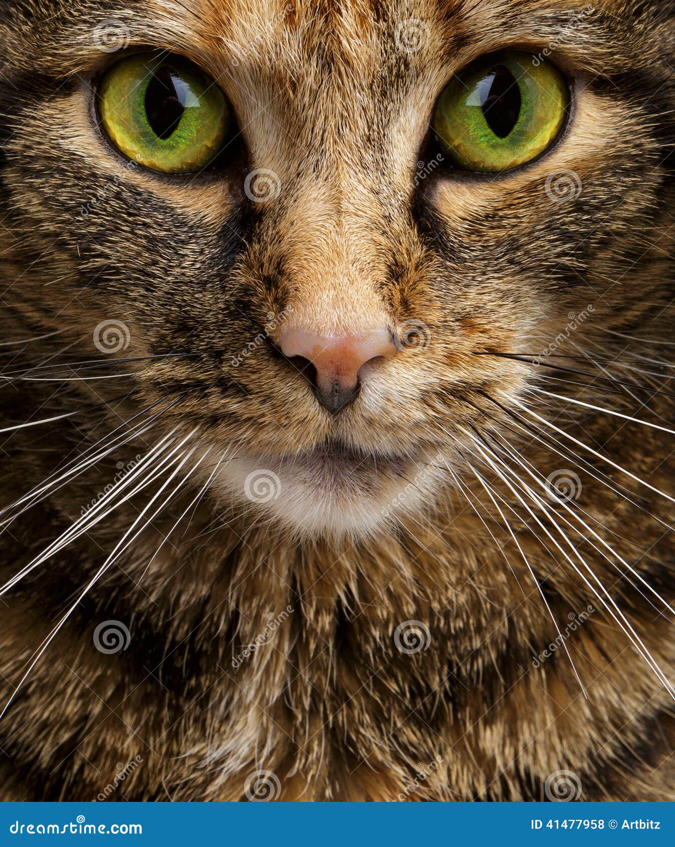 Cat Staring Intensely stock photo. Image of mammal, looking - 41477958