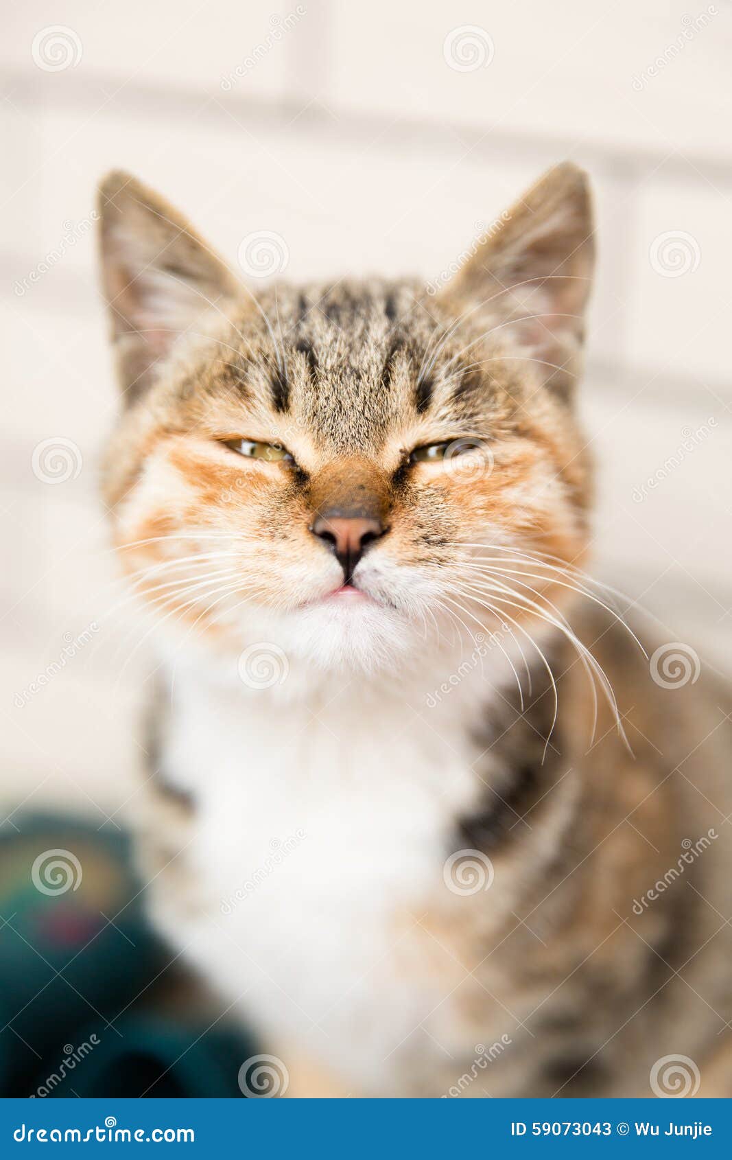 Cat stock image. Image of furry, expression, feline, fluffy - 59073043
