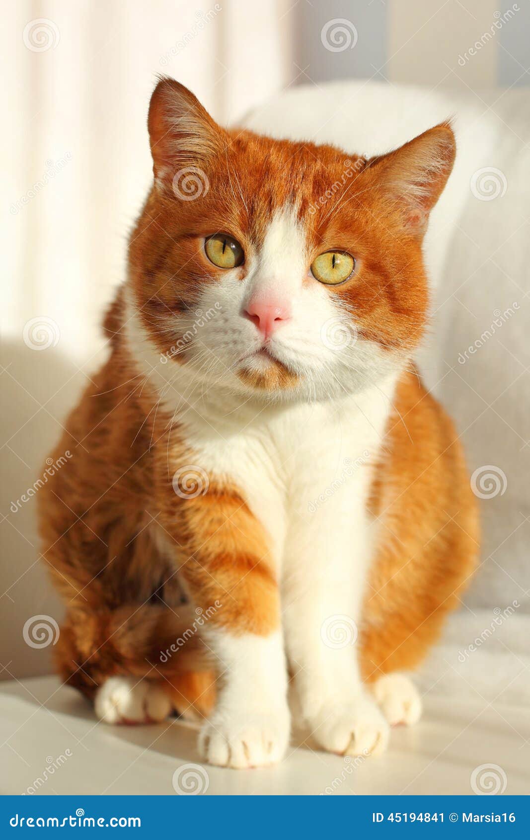Cat Staring Intensely stock image. Image of lovely, closeup - 45194841