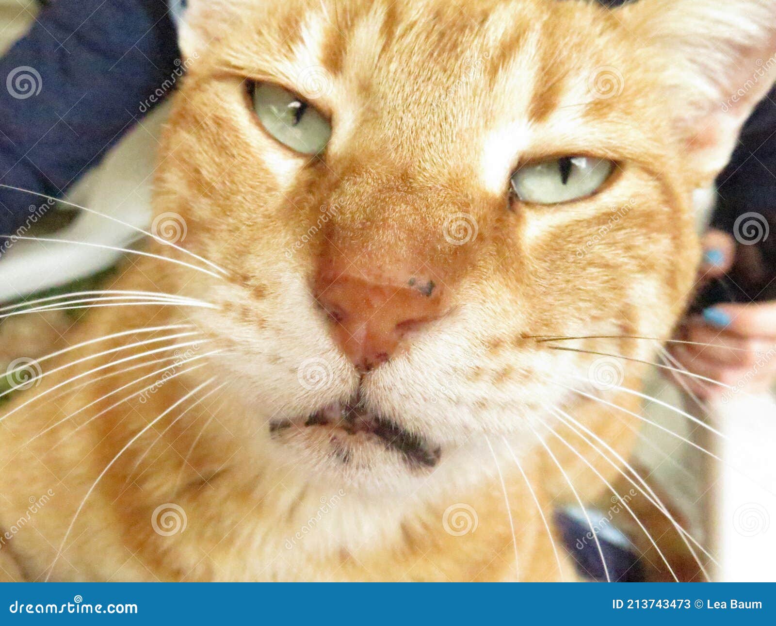 Cat Staring Intensely To the Camera Stock Image - Image of staring ...