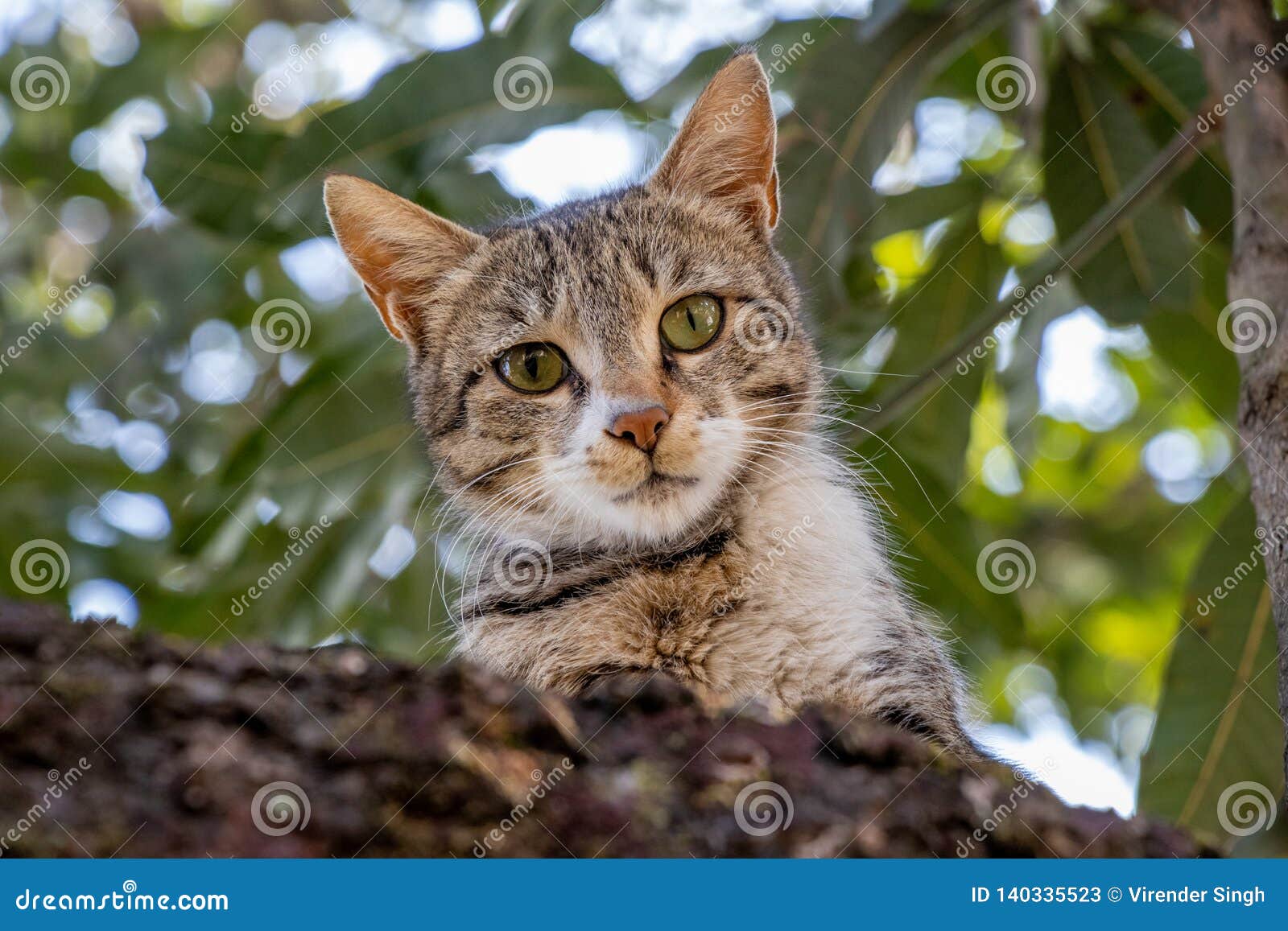 Cat Staring Intensely from Tree Stock Image - Image of animals, breed ...